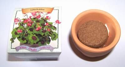 Mini ghiveci cu floarea norocului - oxalis